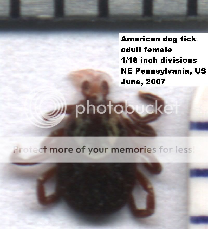 American dog tick from Pennsylvania | greentech-blog / green tech blog