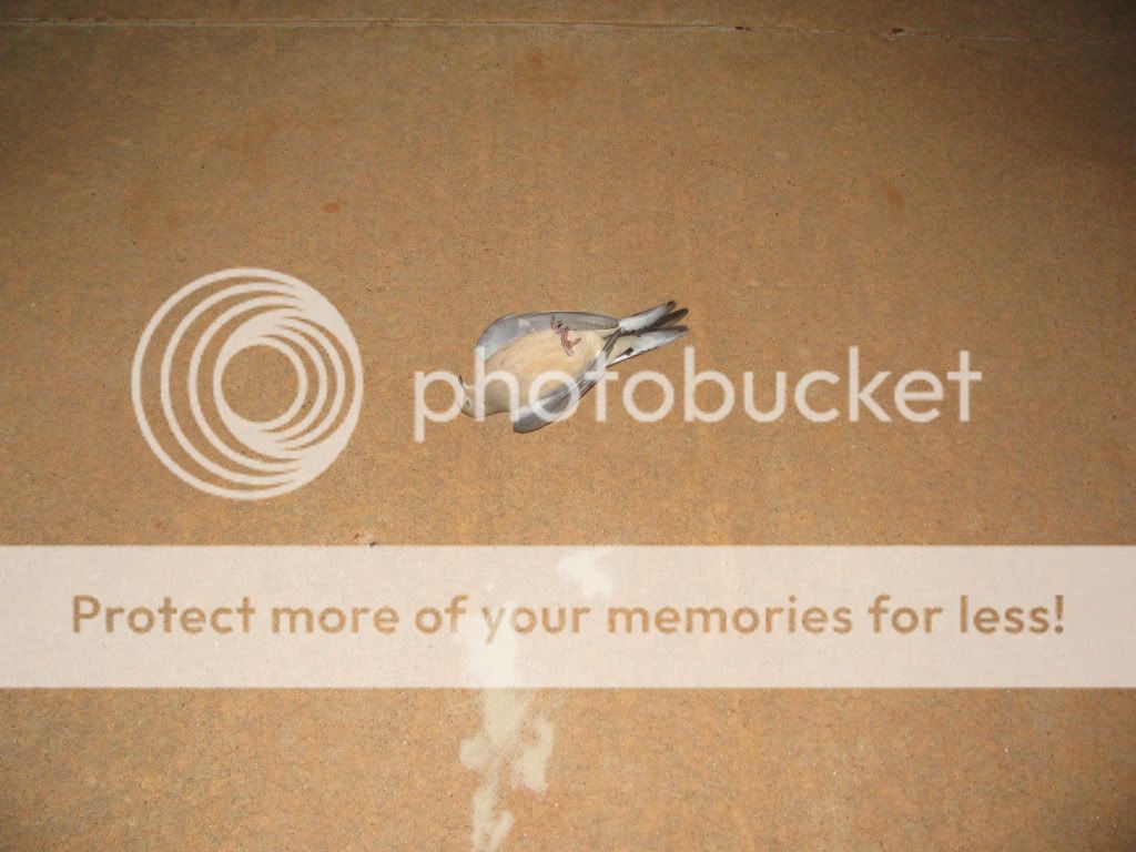 Add Oklahoma to the bird doomsday list. > General Discussion > AR15.COM