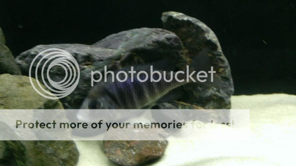 Phenochilus Tanzania Males? | Cichlid Fish Forum