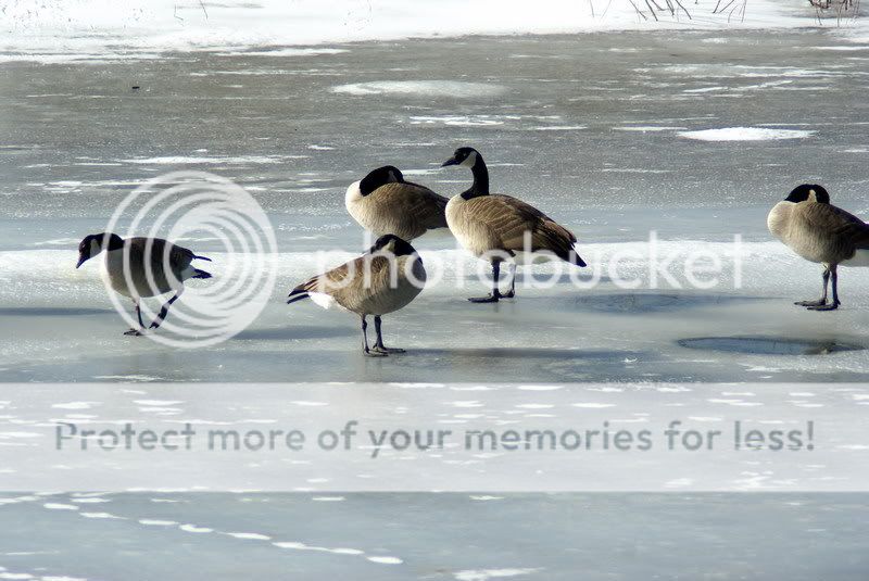 On Ice | Goose Hunting Forum