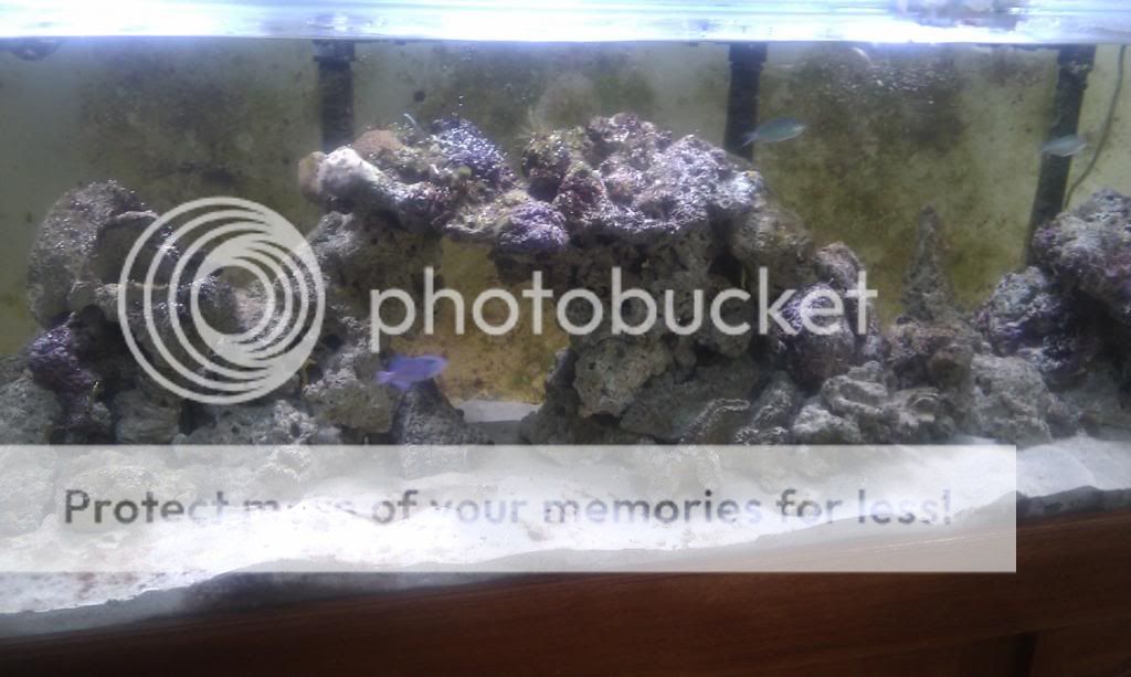 180 GALLON SALTWATER (FOWLR) START UP | MonsterFishKeepers.com