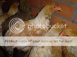 brahma haan - Kippenforum.nl