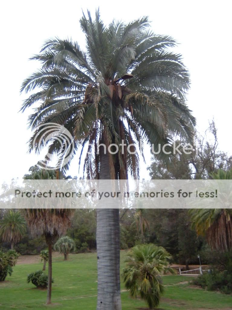 Jubaea chilensis/Elysian Park Palmetum - DISCUSSING PALM TREES ...