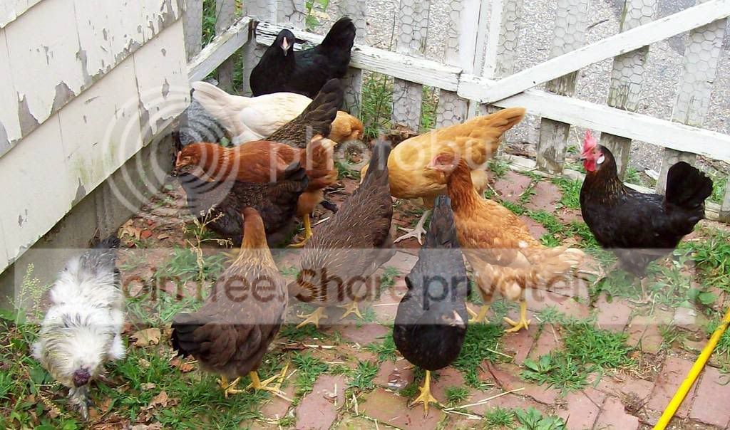 barnevelder chickens? | BackYard Chickens - Learn How to Raise Chickens