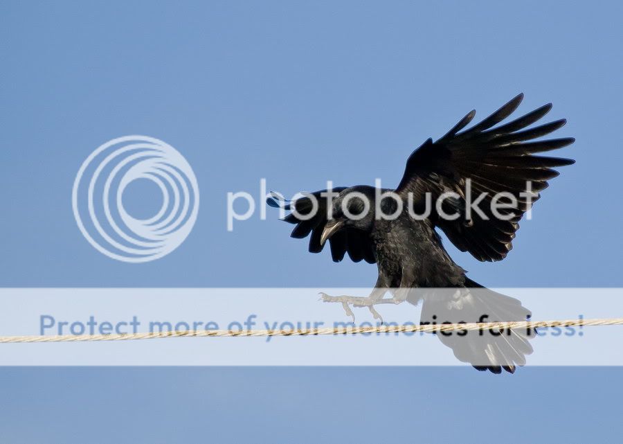 Crow landing: Olympus SLR Talk Forum: Digital Photography Review